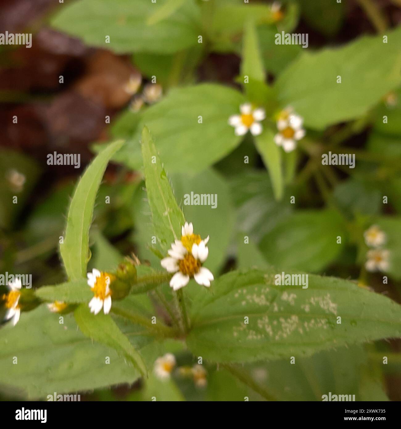 shaggy soldier (Galinsoga quadriradiata) Plantae Stock Photo - Alamy