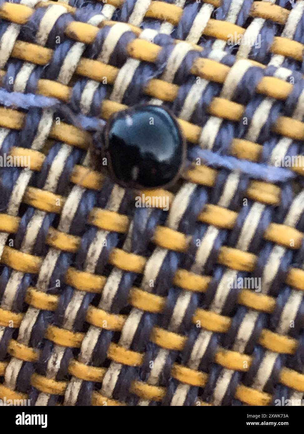 Black Stink Bug (Coptosoma xanthogramma) Insecta Stock Photo - Alamy