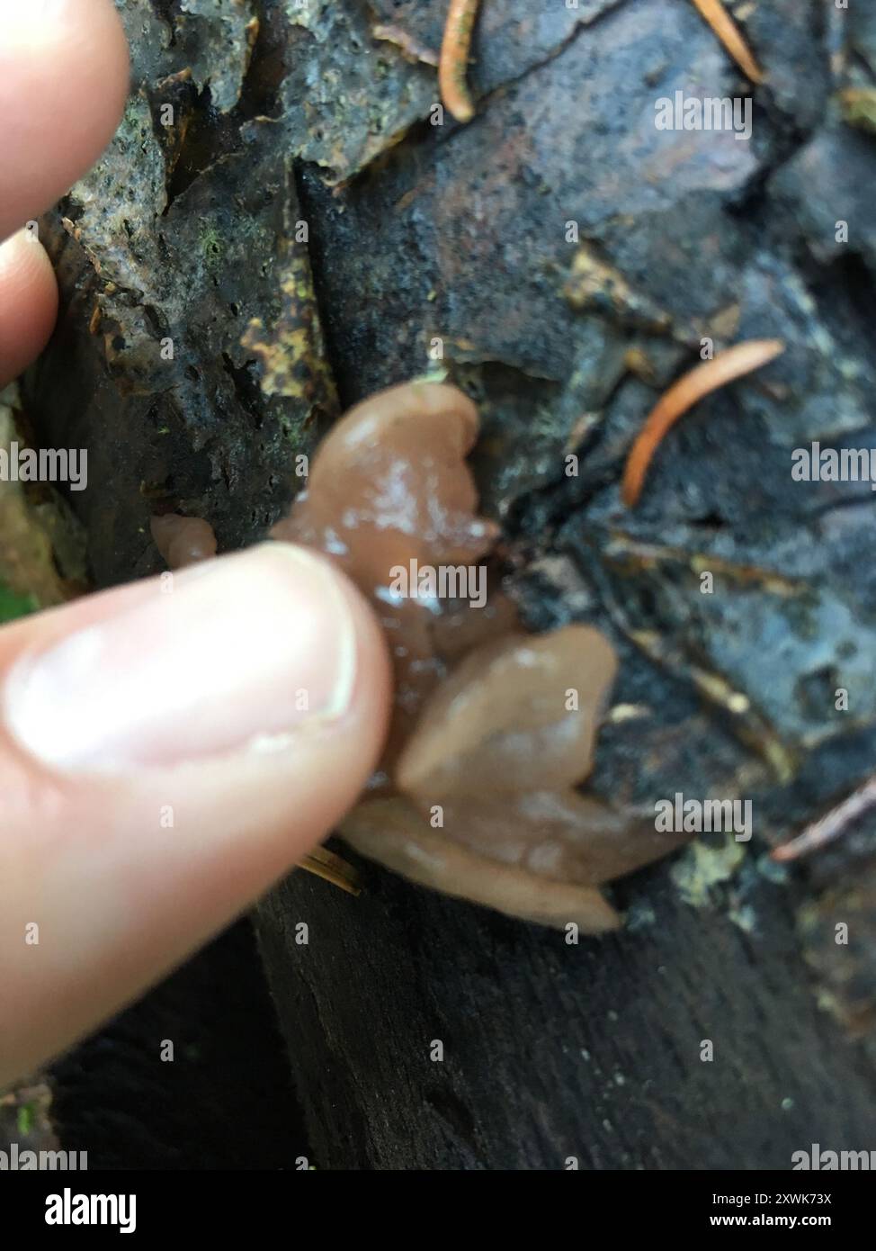 Leafy Brain (Phaeotremella foliacea) Fungi Stock Photo - Alamy