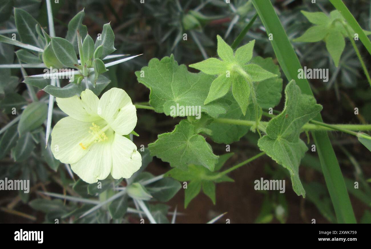 Pavonia burchellii hi-res stock photography and images - Alamy