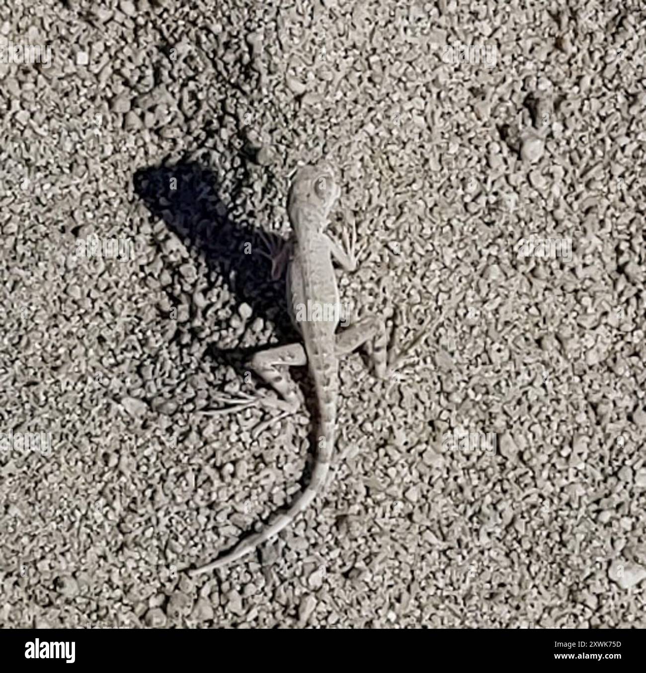 Zebra-tailed Lizard (Callisaurus draconoides) Reptilia Stock Photo - Alamy
