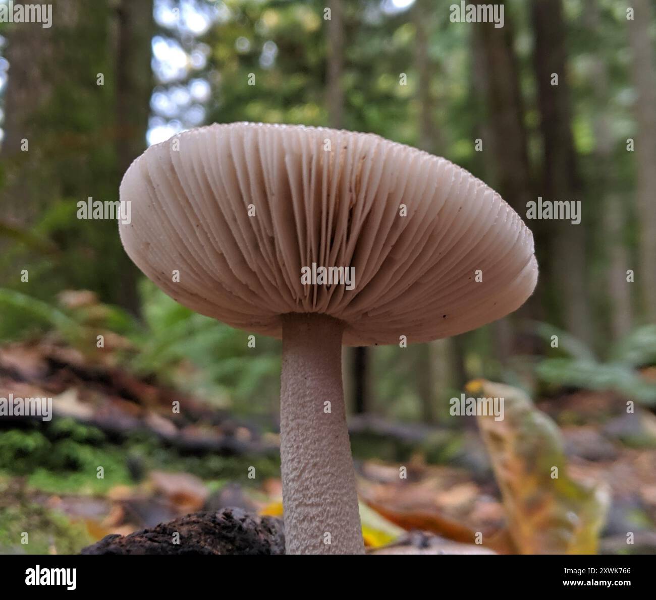 Amanita pachycolea hi-res stock photography and images - Alamy