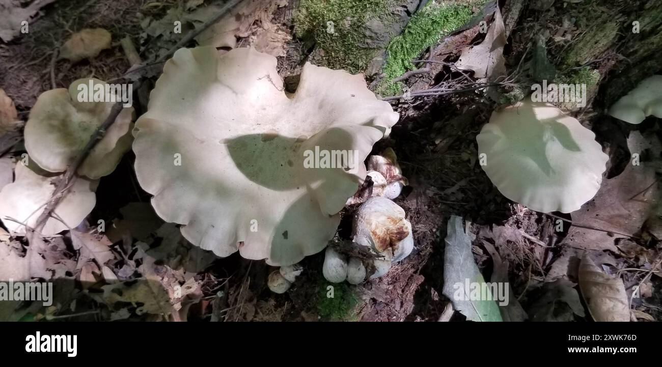 aspen oyster mushroom (Pleurotus populinus) Fungi Stock Photo - Alamy