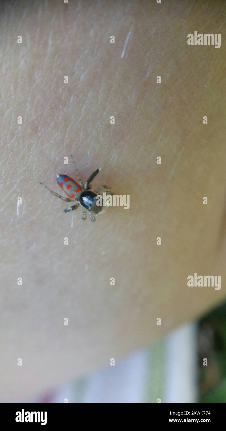Common Peacock Spider (Maratus pavonis) Arachnida Stock Photo - Alamy