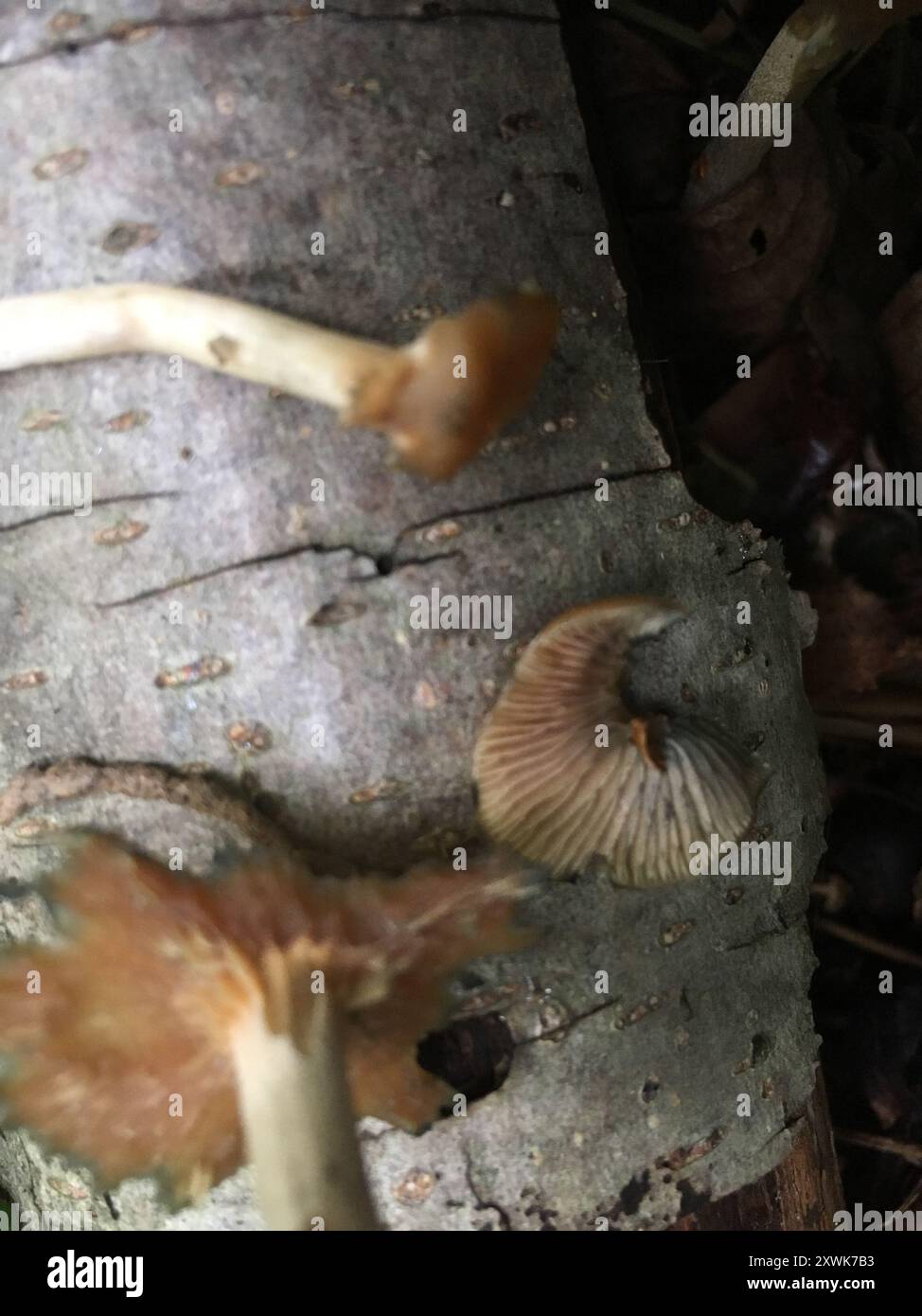 Psilocybe cyanescens hi-res stock photography and images - Alamy