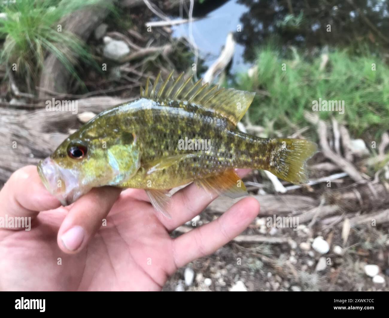 Warmouth (Lepomis gulosus) Actinopterygii Stock Photo - Alamy