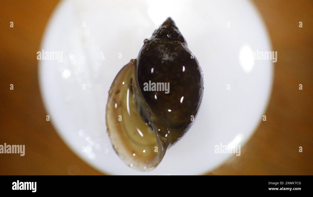 Bladder Snails (Physidae) Mollusca Stock Photo - Alamy