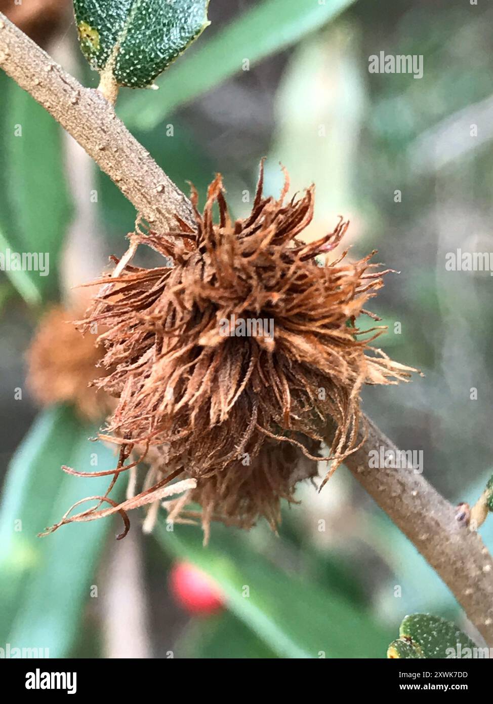 leafy oak gall wasp (Andricus quercusfoliatus) Insecta Stock Photo - Alamy