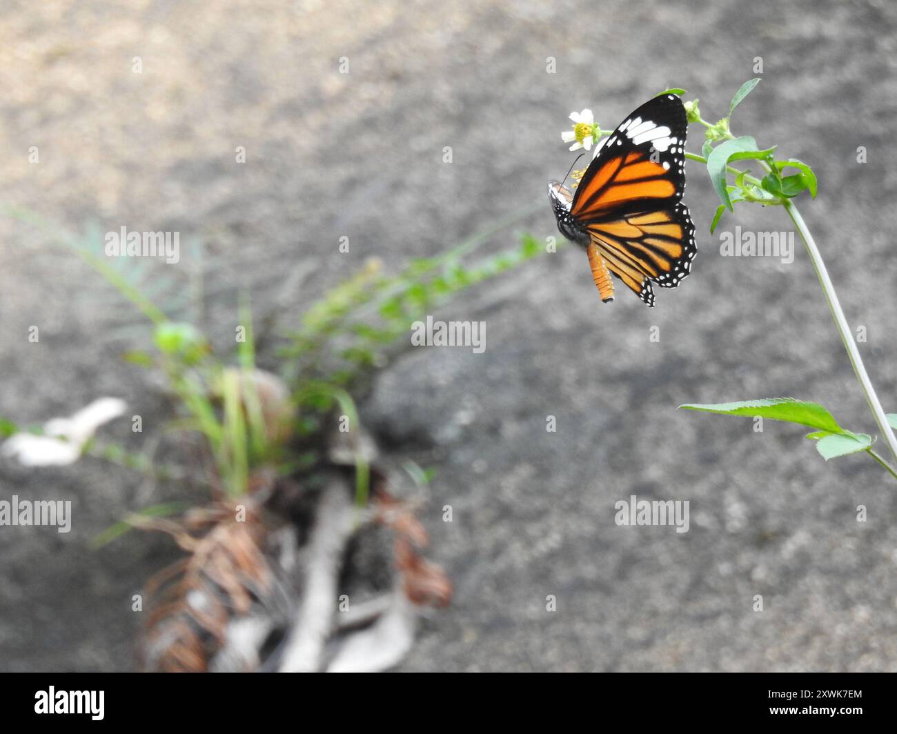 Common Tiger Butterfly (Danaus genutia) Insecta Stock Photo - Alamy