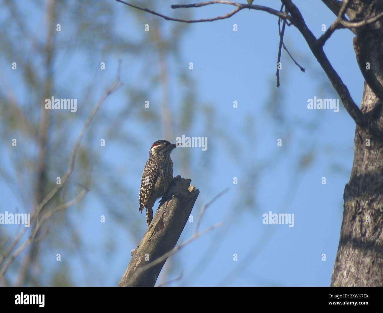 Checkered woodpecker hi-res stock photography and images - Alamy