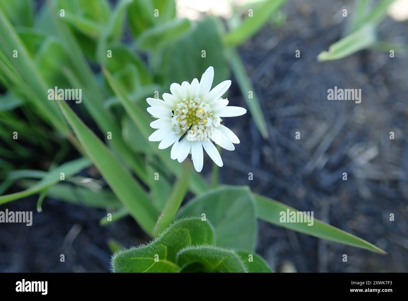 Butter Gerbera (Gerbera ambigua) Plantae Stock Photo - Alamy
