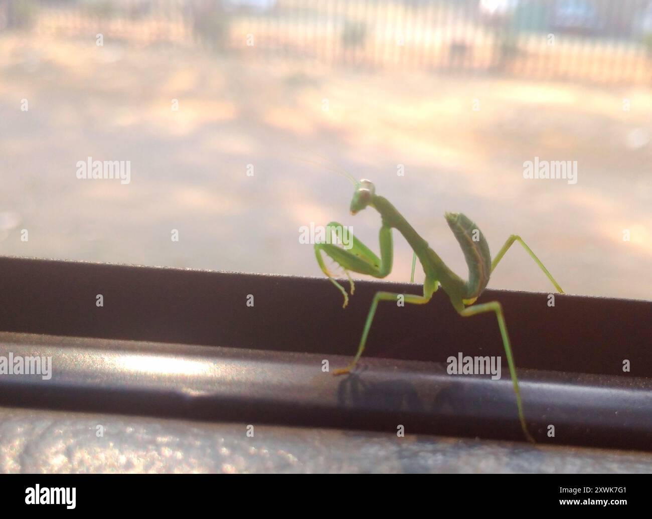 Large Green Praying Mantises (Sphodromantis) Insecta Stock Photo - Alamy