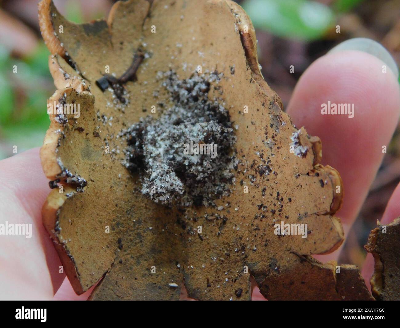 Myriostoma coliforme hi-res stock photography and images - Alamy