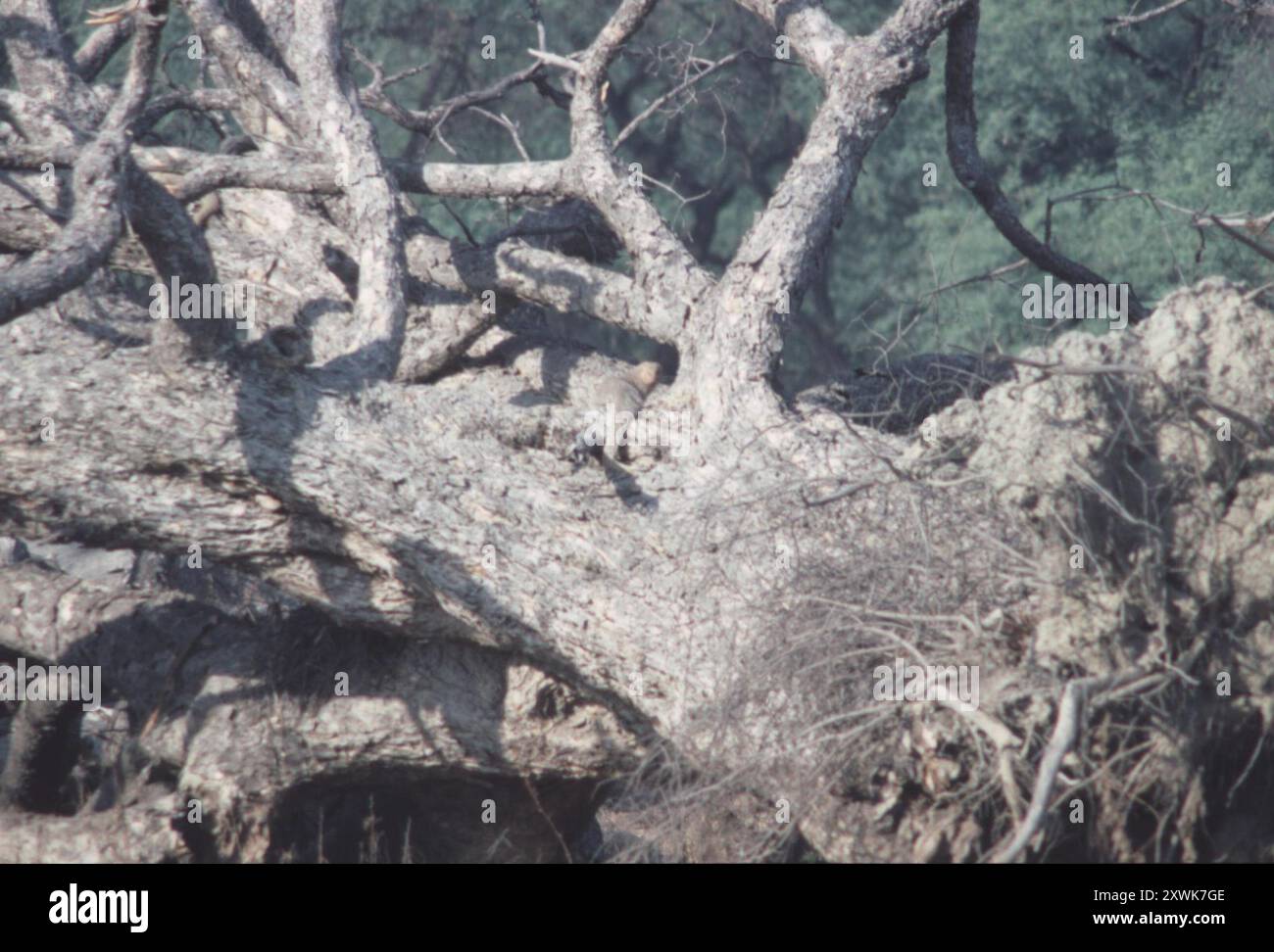 Urva edwardsii hi-res stock photography and images - Alamy