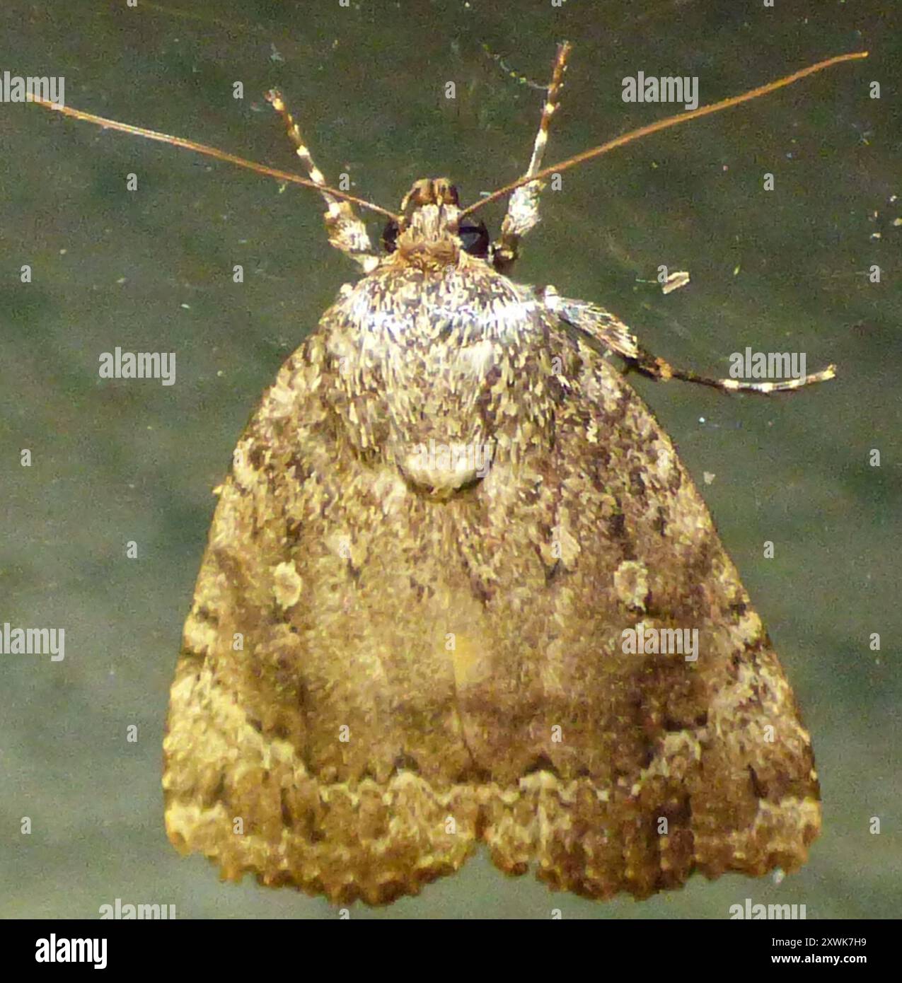 Amphipyra pyramidoides hi-res stock photography and images - Alamy