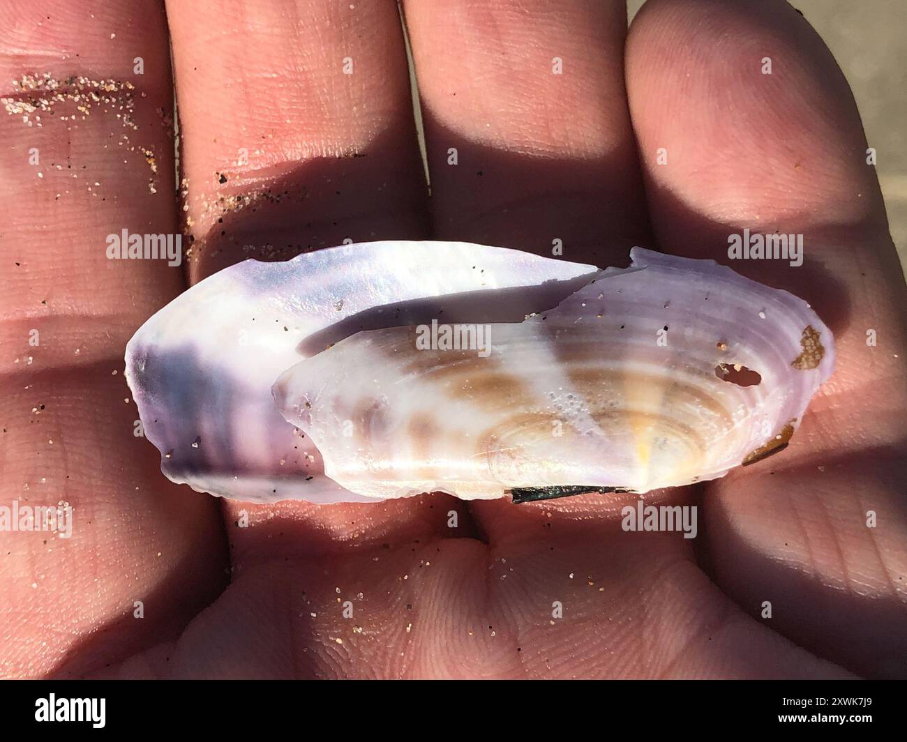 Pacific Razor Clam (Siliqua patula) Mollusca Stock Photo - Alamy