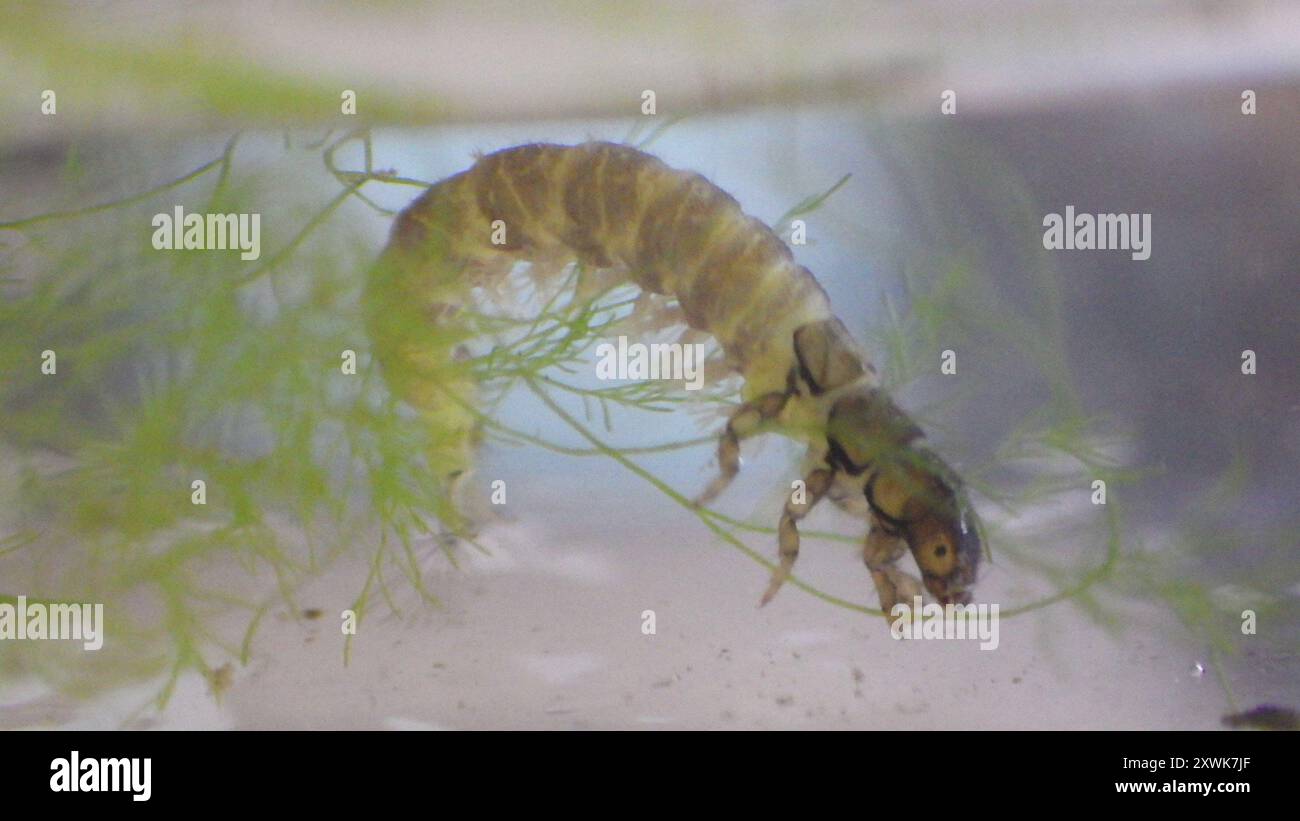 Net-spinning Caddisflies (Hydropsychidae) Insecta Stock Photo - Alamy