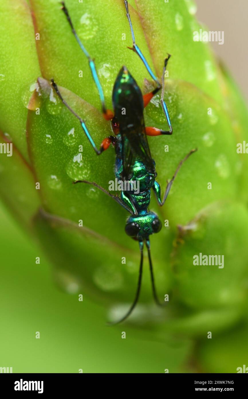 Emerald Cockroach Wasp (Ampulex compressa) Insecta Stock Photo - Alamy