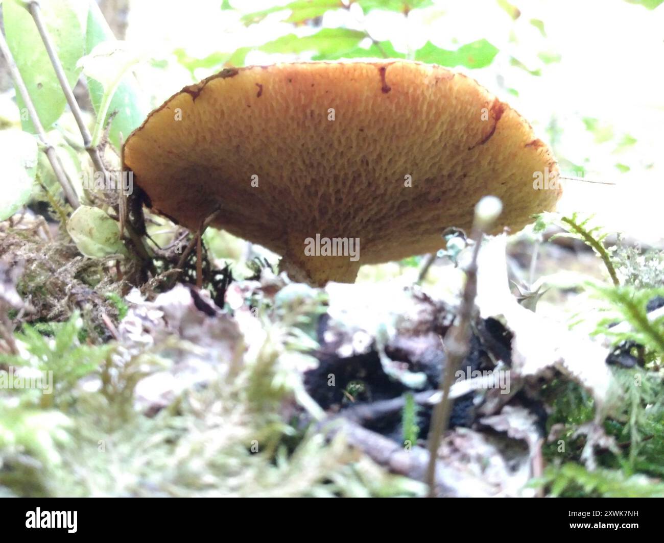 Western Painted Suillus (Suillus lakei) Fungi Stock Photo - Alamy