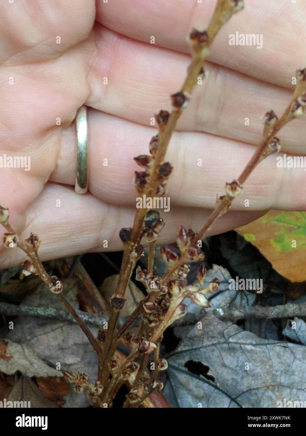 Beechdrops (Epifagus virginiana) Plantae Stock Photo - Alamy