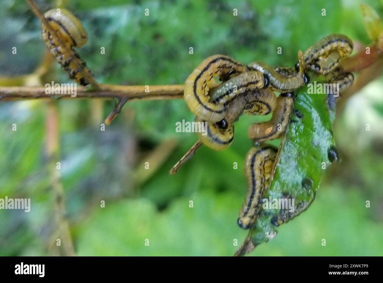 striped alder sawfly (Hemichroa crocea) Insecta Stock Photo - Alamy