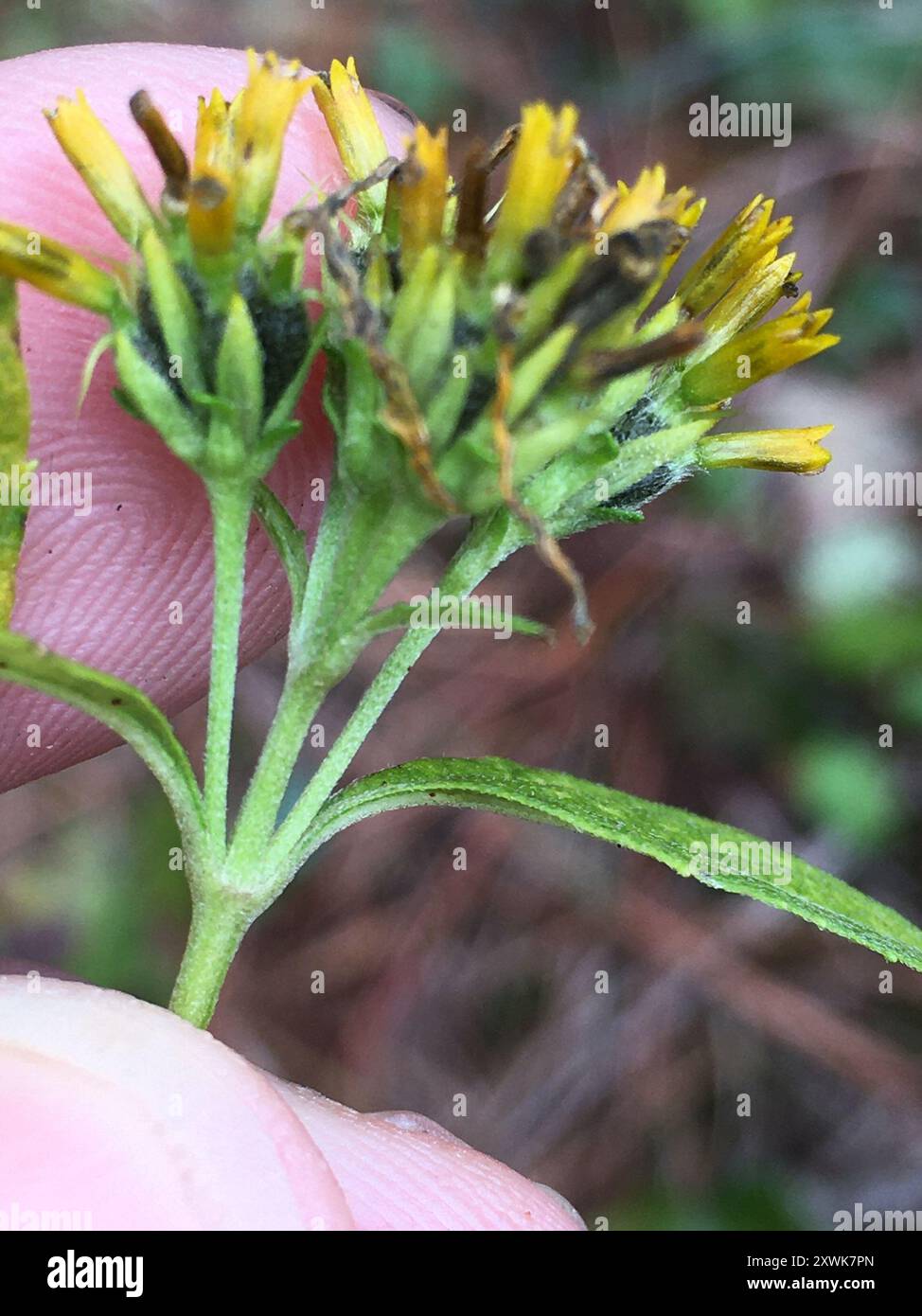 Yellow Crownbeard (Verbesina occidentalis) Plantae Stock Photo - Alamy