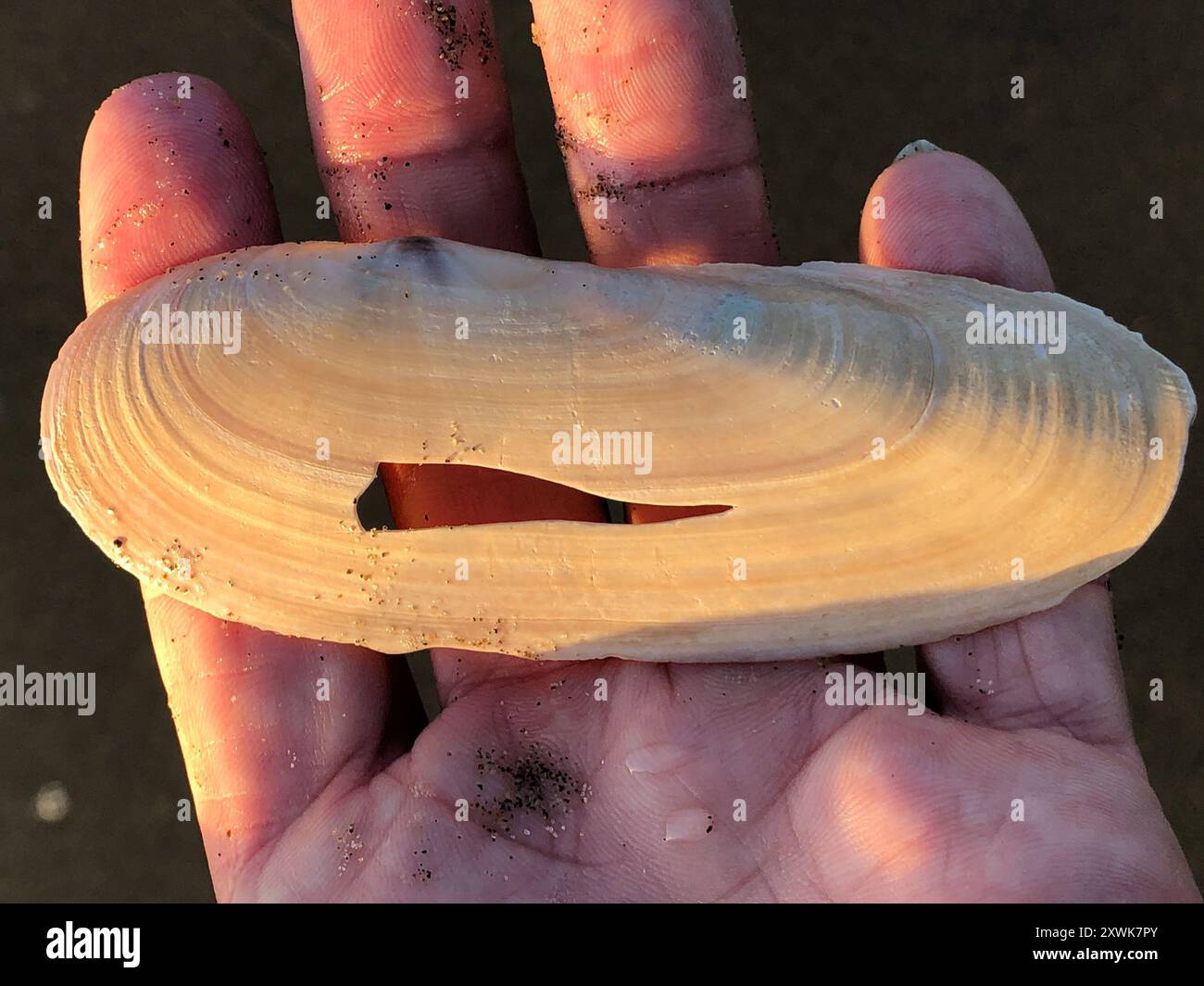 Pacific Razor Clam (Siliqua patula) Mollusca Stock Photo - Alamy