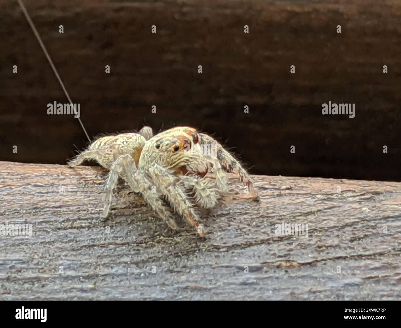 Garden Jumping Spiders (Opisthoncus) Arachnida Stock Photo - Alamy