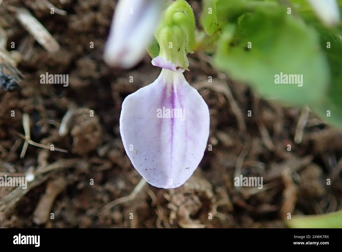 violet family (Violaceae) Plantae Stock Photo - Alamy