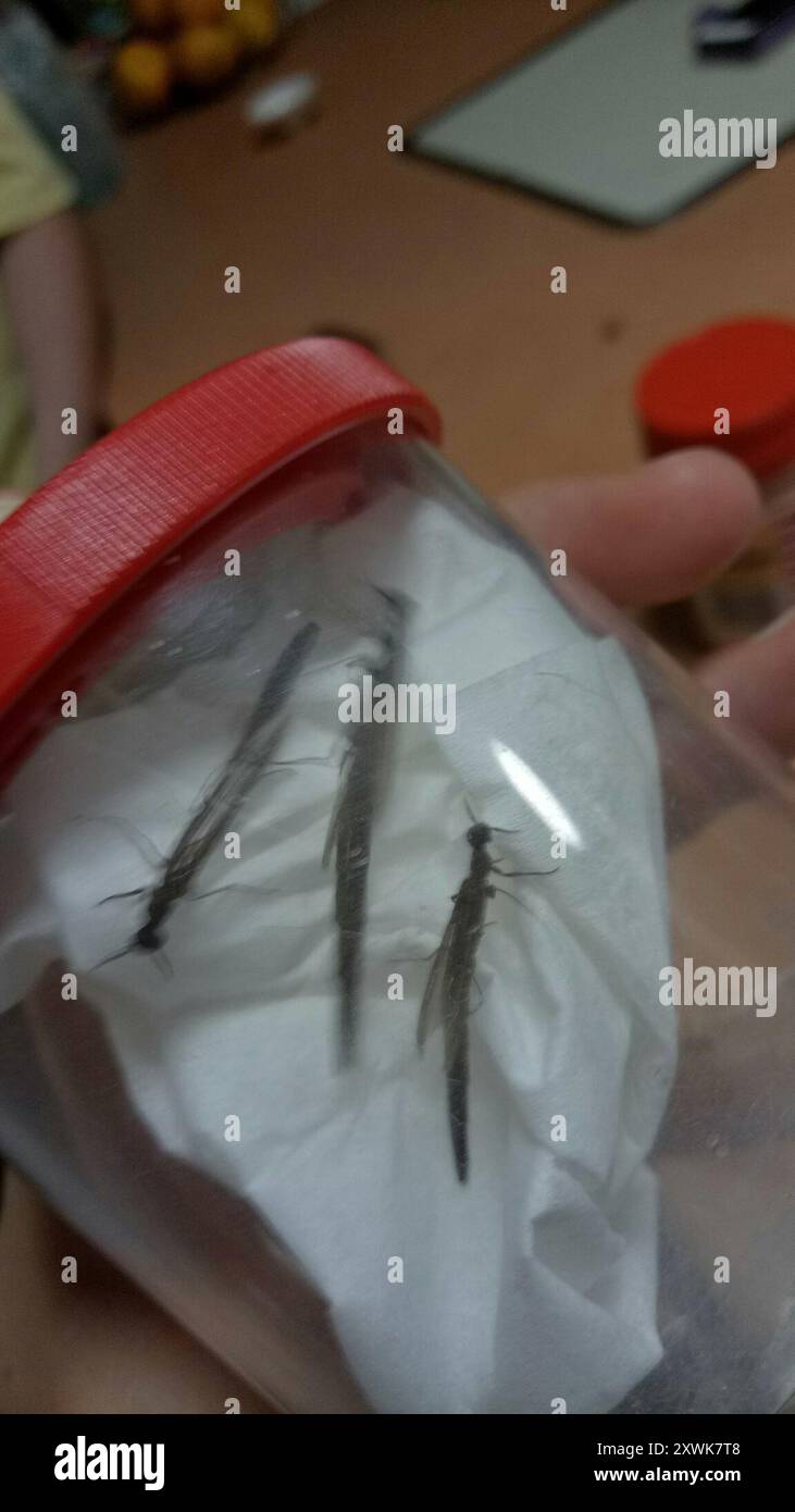 Ship-timber Beetles (Atractocerus) Insecta Stock Photo - Alamy