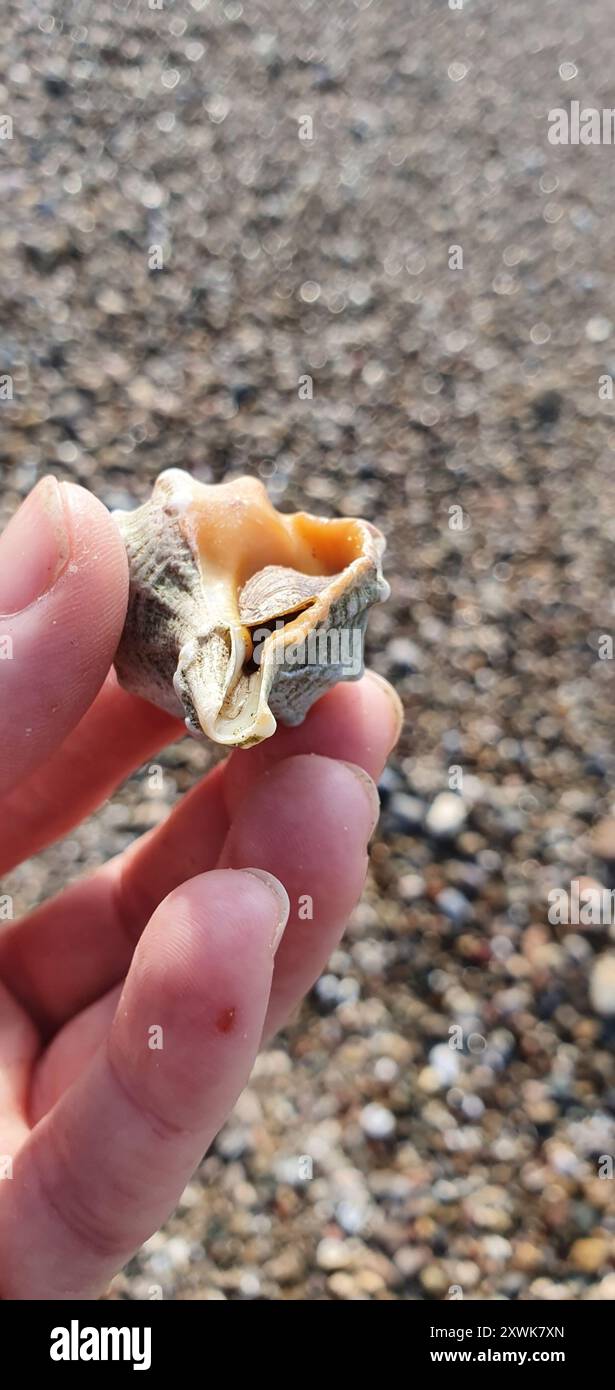 Purple Dye Murex (Bolinus brandaris) Mollusca Stock Photo - Alamy