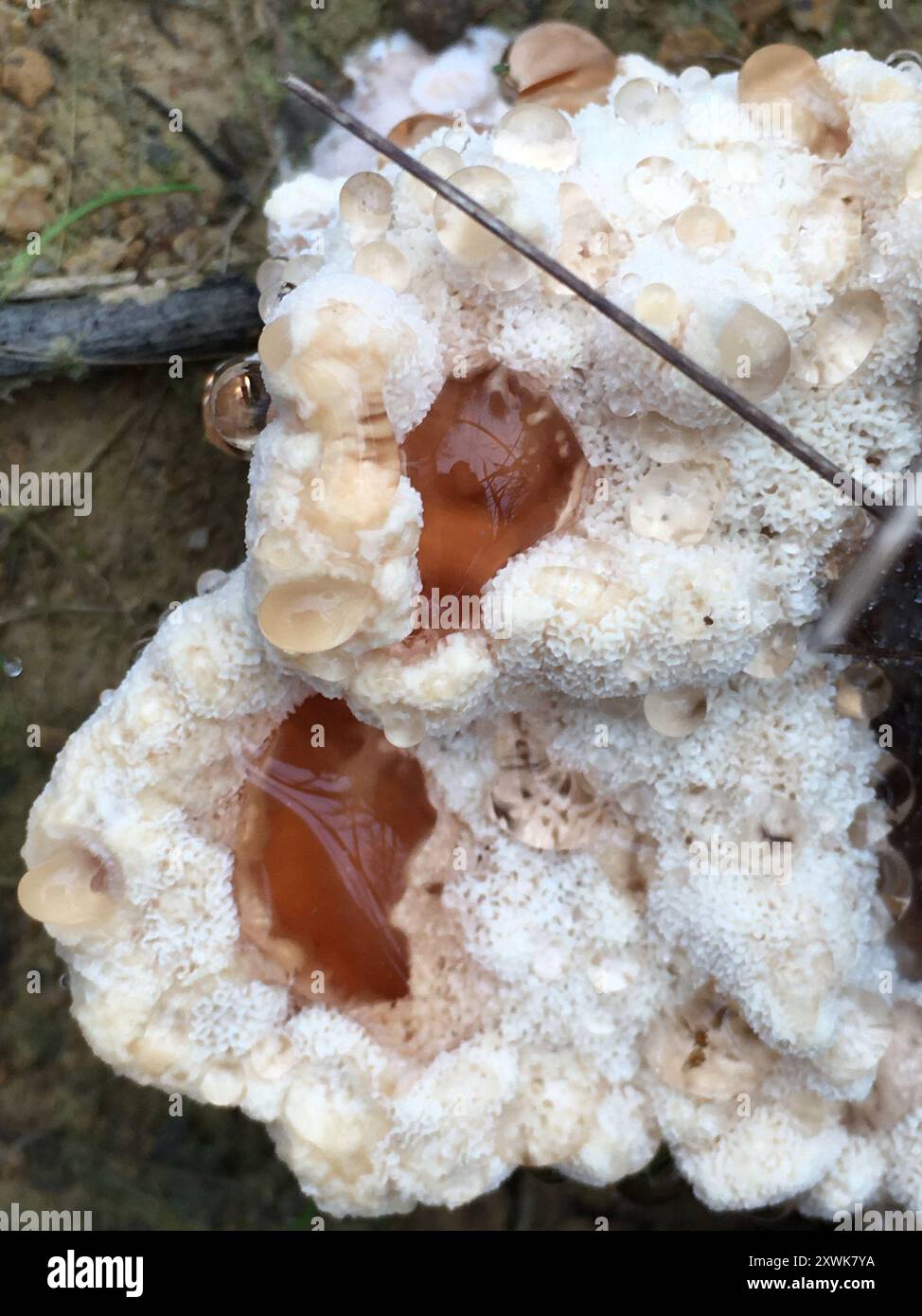 Blushing Rosette (Abortiporus biennis) Fungi Stock Photo - Alamy