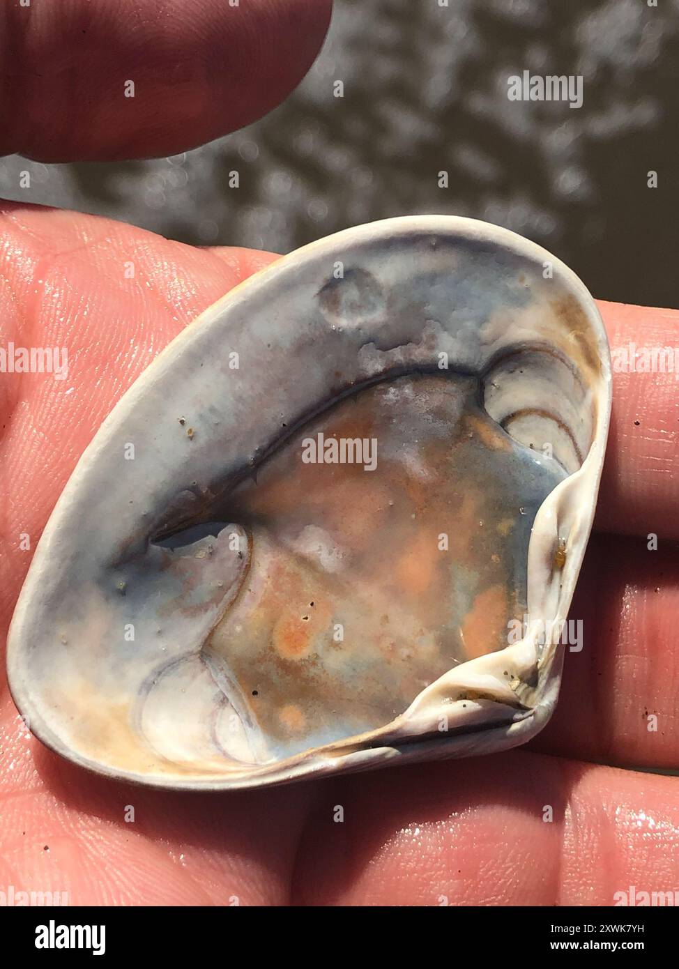 Pismo Clam (Tivela stultorum) Mollusca Stock Photo - Alamy