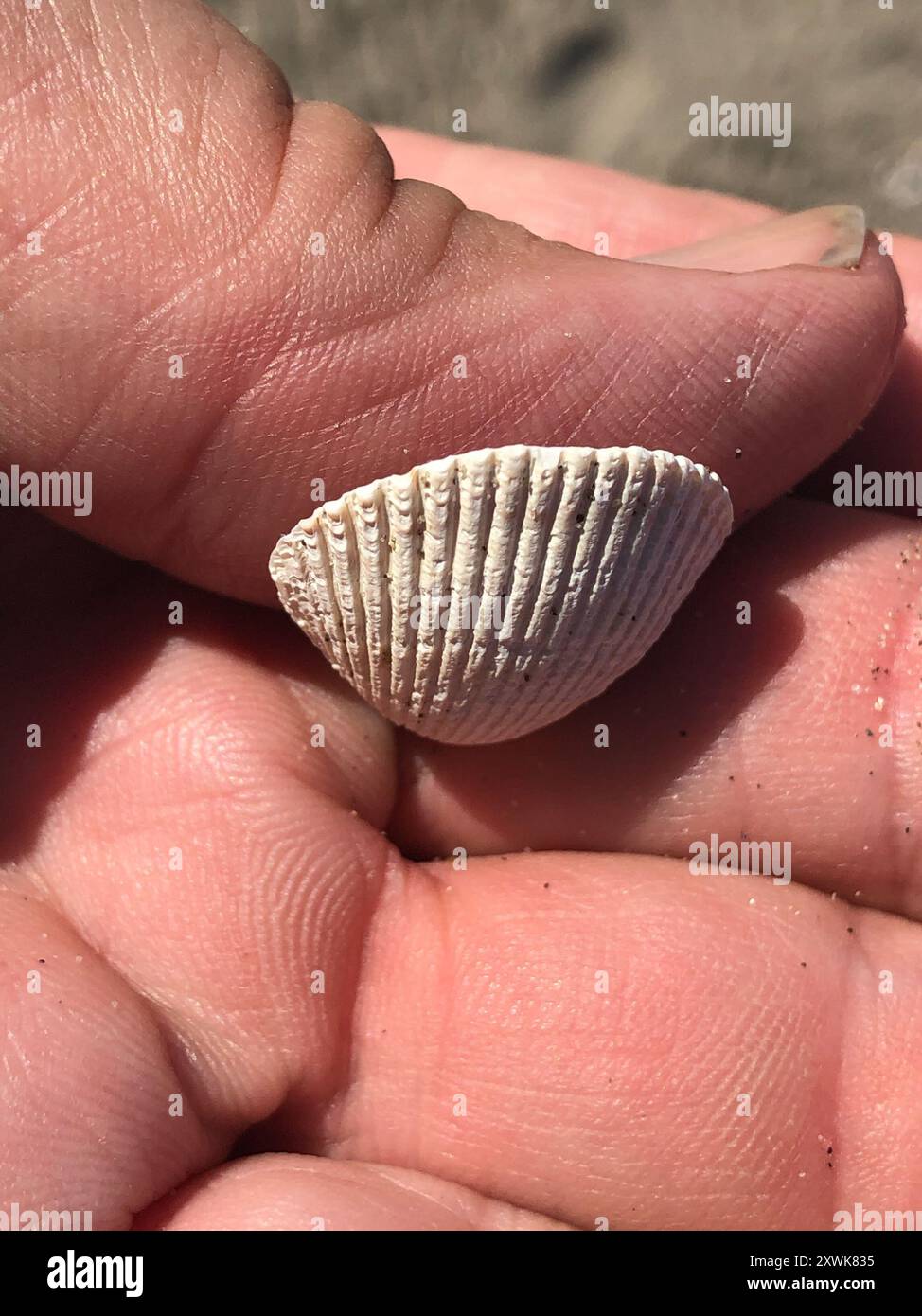 Clinocardium hi-res stock photography and images - Alamy