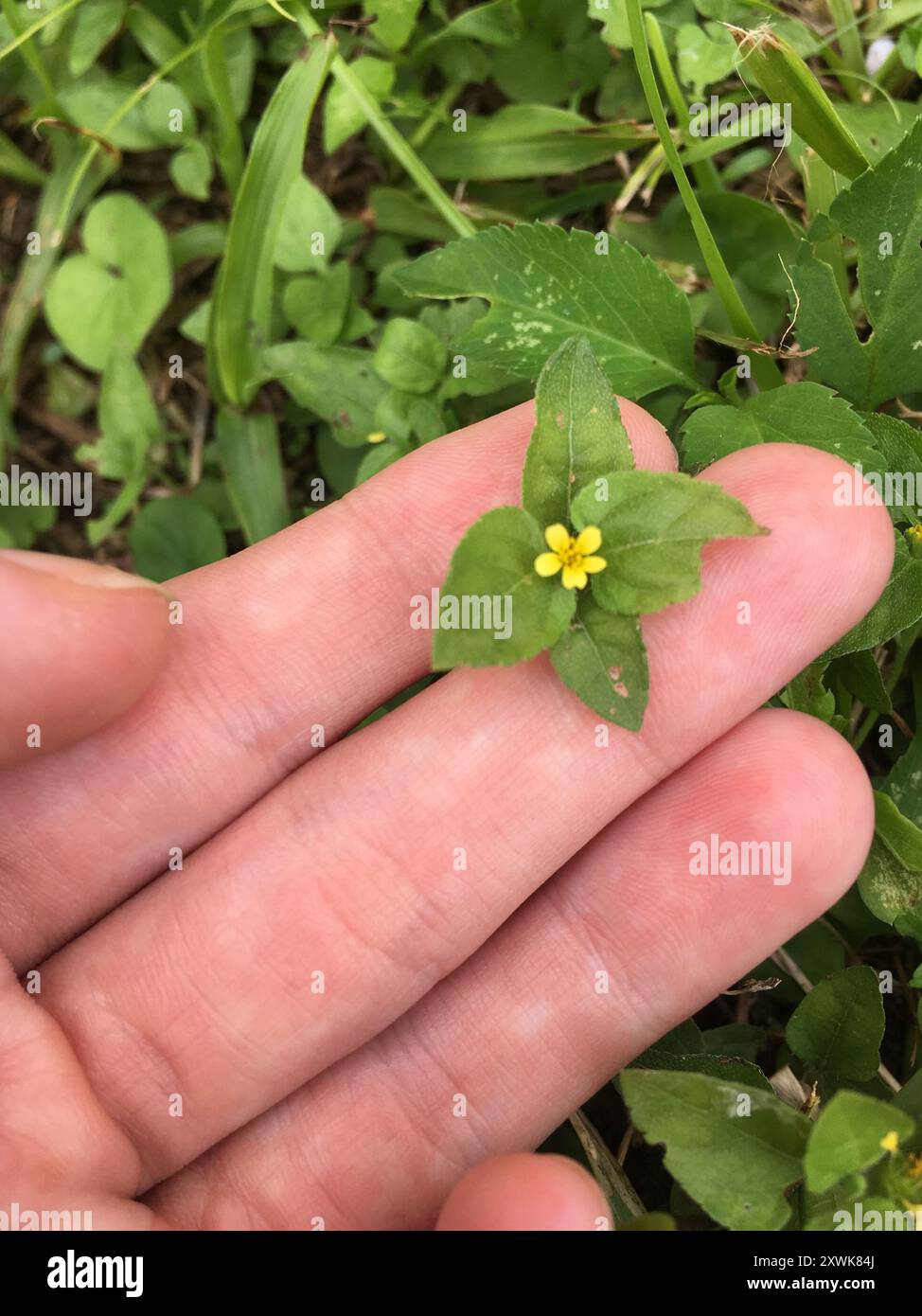 straggler daisy (Calyptocarpus vialis) Plantae Stock Photo - Alamy