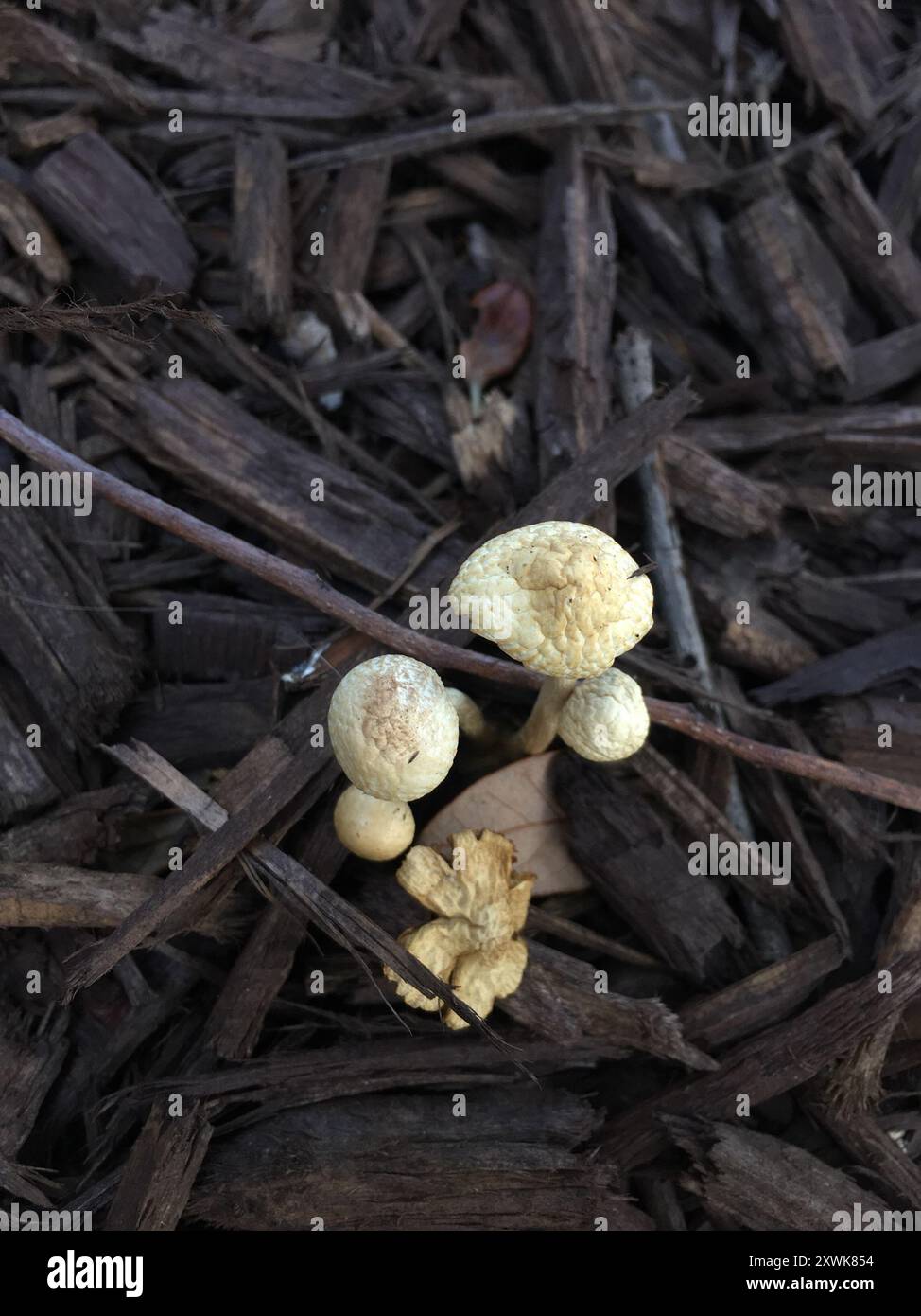 (Agrocybe retigera) Fungi Stock Photo - Alamy