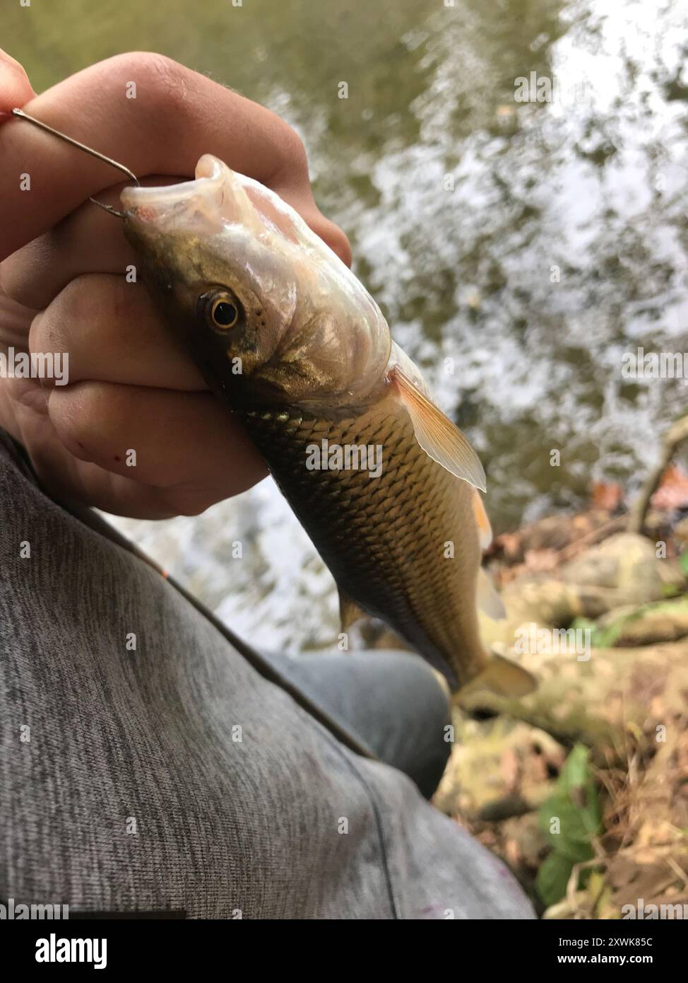 Fallfish (Semotilus corporalis) Actinopterygii Stock Photo - Alamy