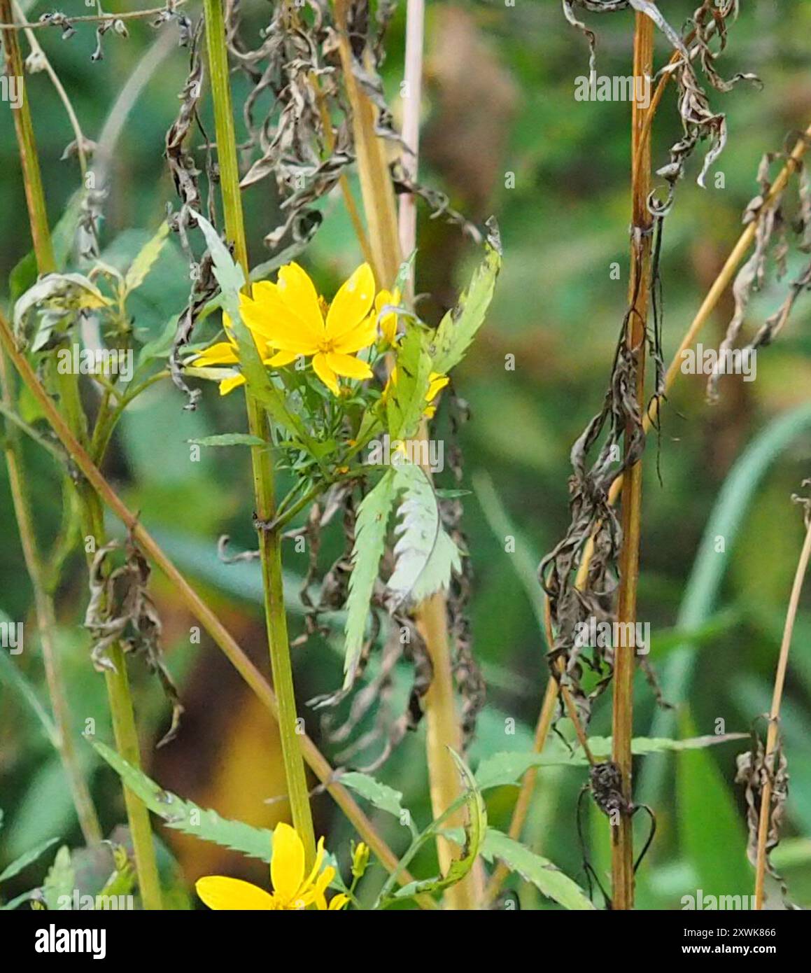 Bearded Beggarticks (Bidens aristosa) Plantae Stock Photo - Alamy