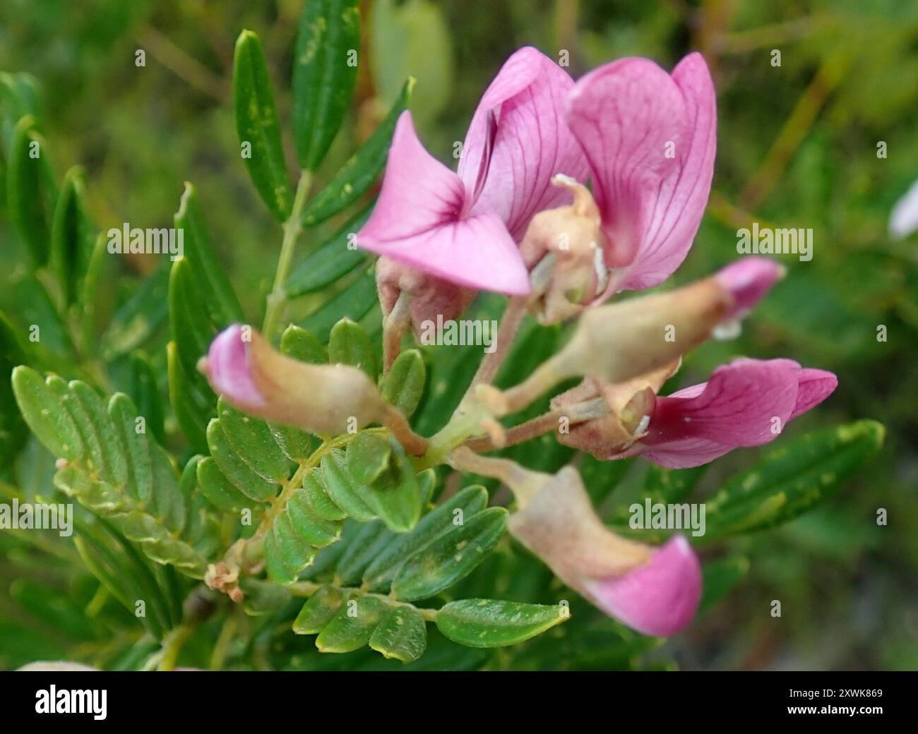 Gardenroute Keurboom (Virgilia divaricata) Plantae Stock Photo - Alamy