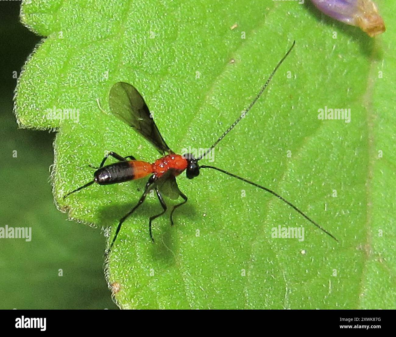 Braconid Wasps (Braconidae) Insecta Stock Photo - Alamy
