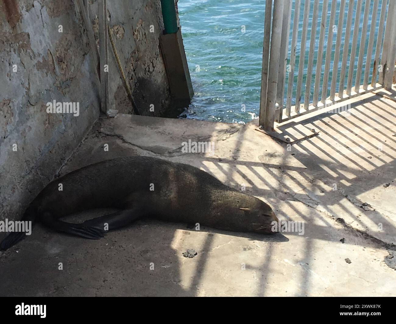 Cape Fur Seal (Arctocephalus pusillus pusillus) Mammalia Stock Photo ...