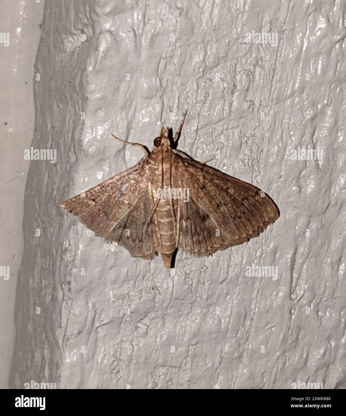 Herpetogramma licarsisalis hi-res stock photography and images - Alamy
