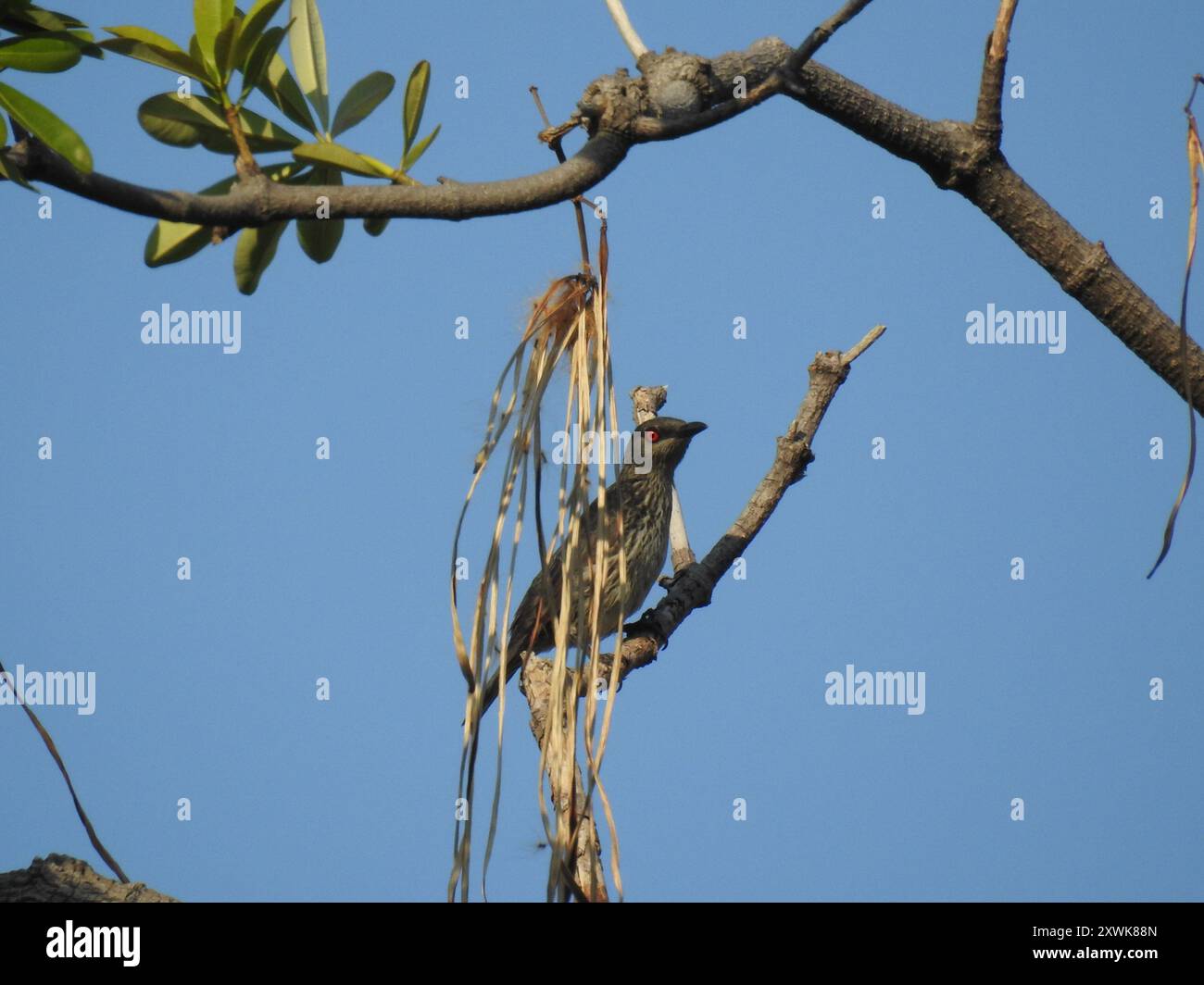 Asian Glossy Starling (Aplonis panayensis) Aves Stock Photo - Alamy