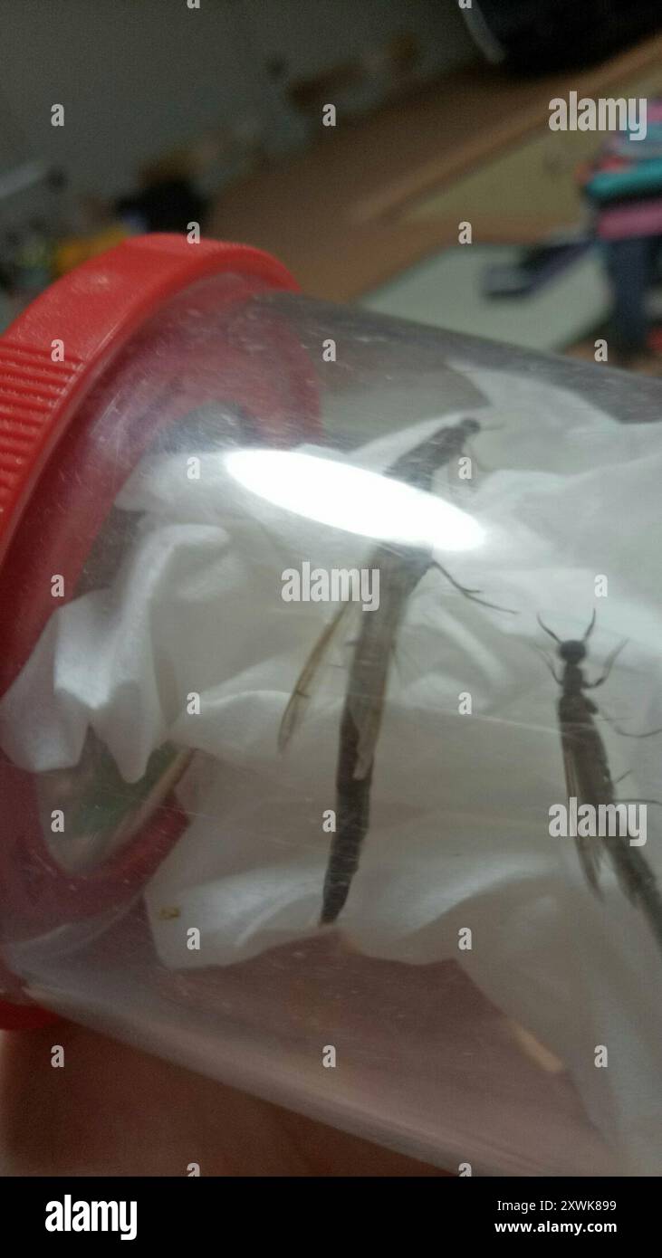 Ship-timber Beetles (Atractocerus) Insecta Stock Photo - Alamy