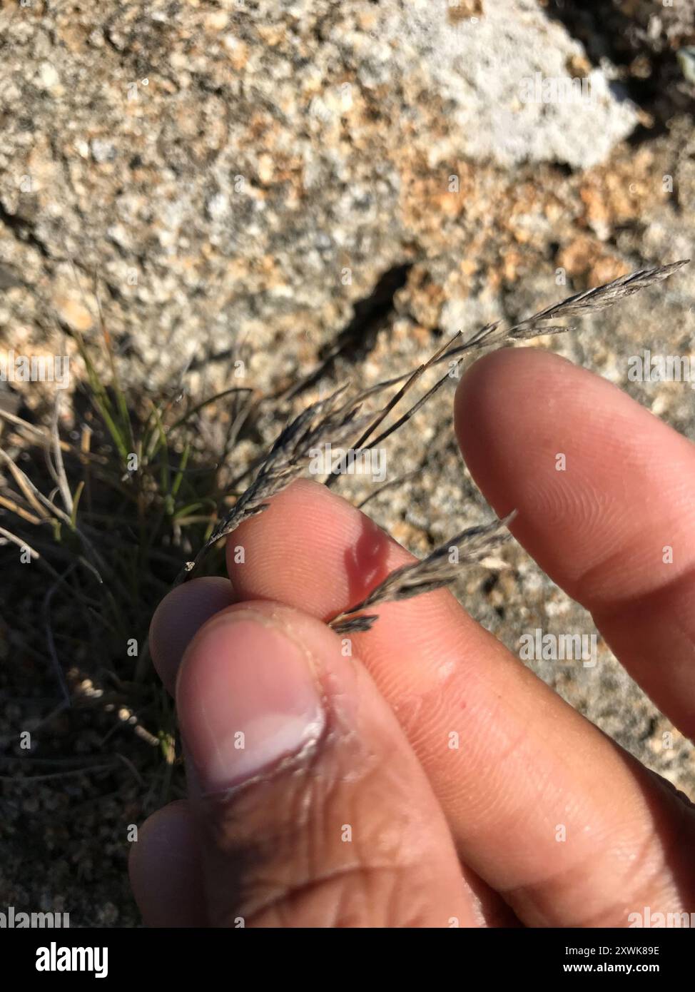 red fescue (Festuca rubra) Plantae Stock Photo - Alamy