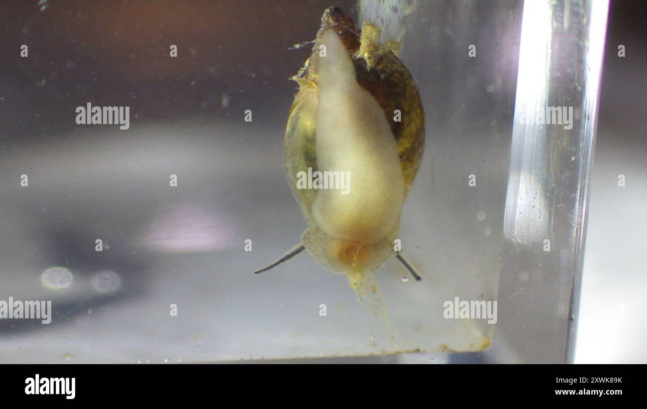 Bladder Snails (Physidae) Mollusca Stock Photo - Alamy