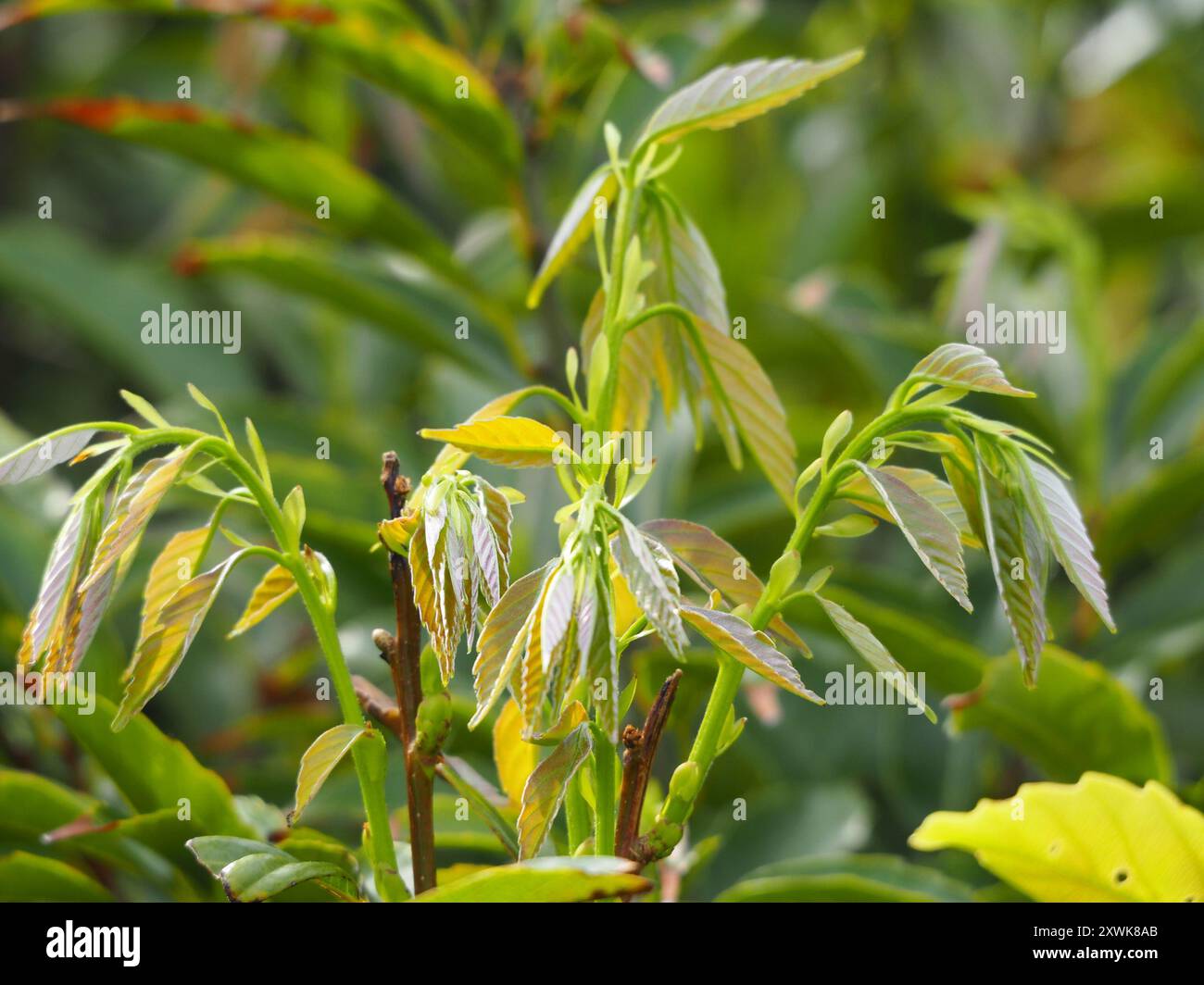 Quercus glauca hi-res stock photography and images - Alamy