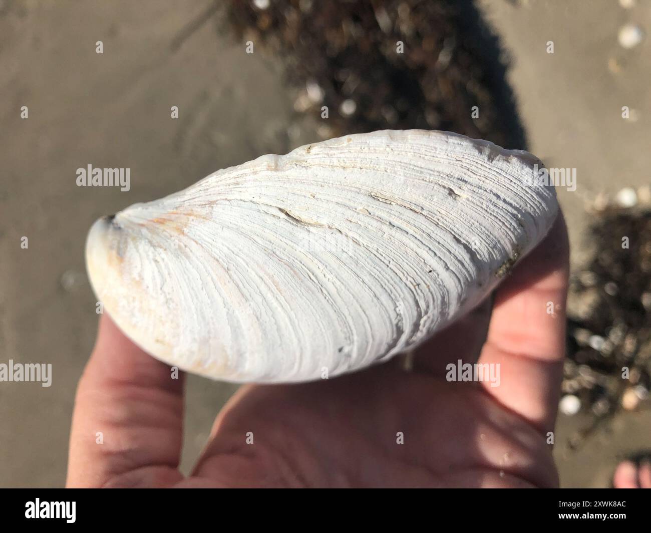 Fat Gaper (Tresus capax) Mollusca Stock Photo - Alamy