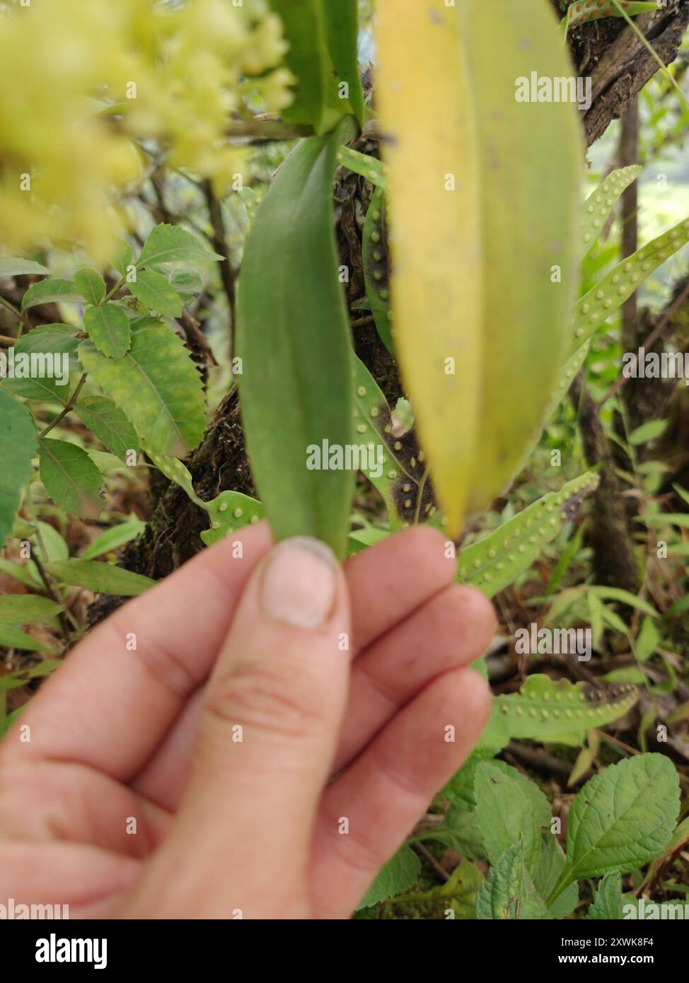 yellow helmet orchid (Polystachya concreta) Plantae Stock Photo - Alamy