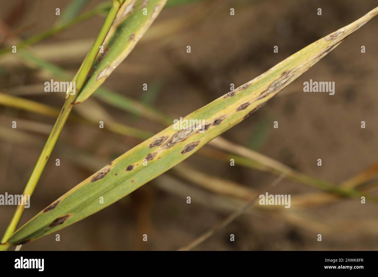 reed rust (Puccinia phragmitis) Fungi Stock Photo - Alamy